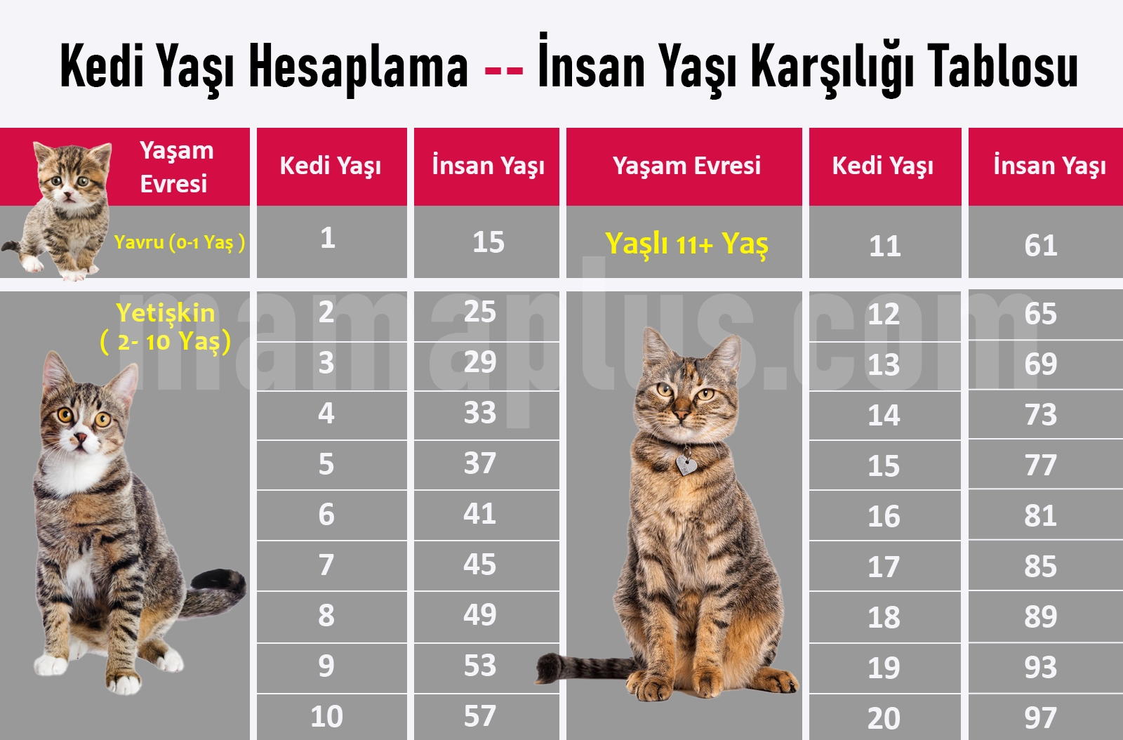 Kedi Yaşı Hesaplama | İnsan Yaşı Karşılığı Tablosu [2025] - Mamaplus